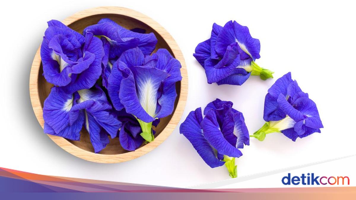 10 Manfaat Bunga Telang Bagi Tubuh Lengkap Cara Mengolahnya, Simak!