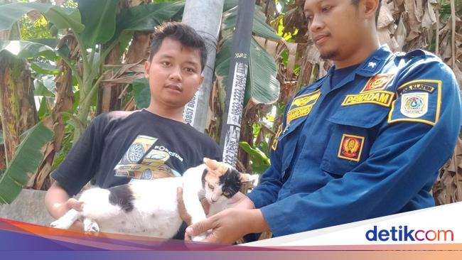 Meong-meong Ternyata Kucing Bunting Tercebur Sumur di Delanggu Klaten