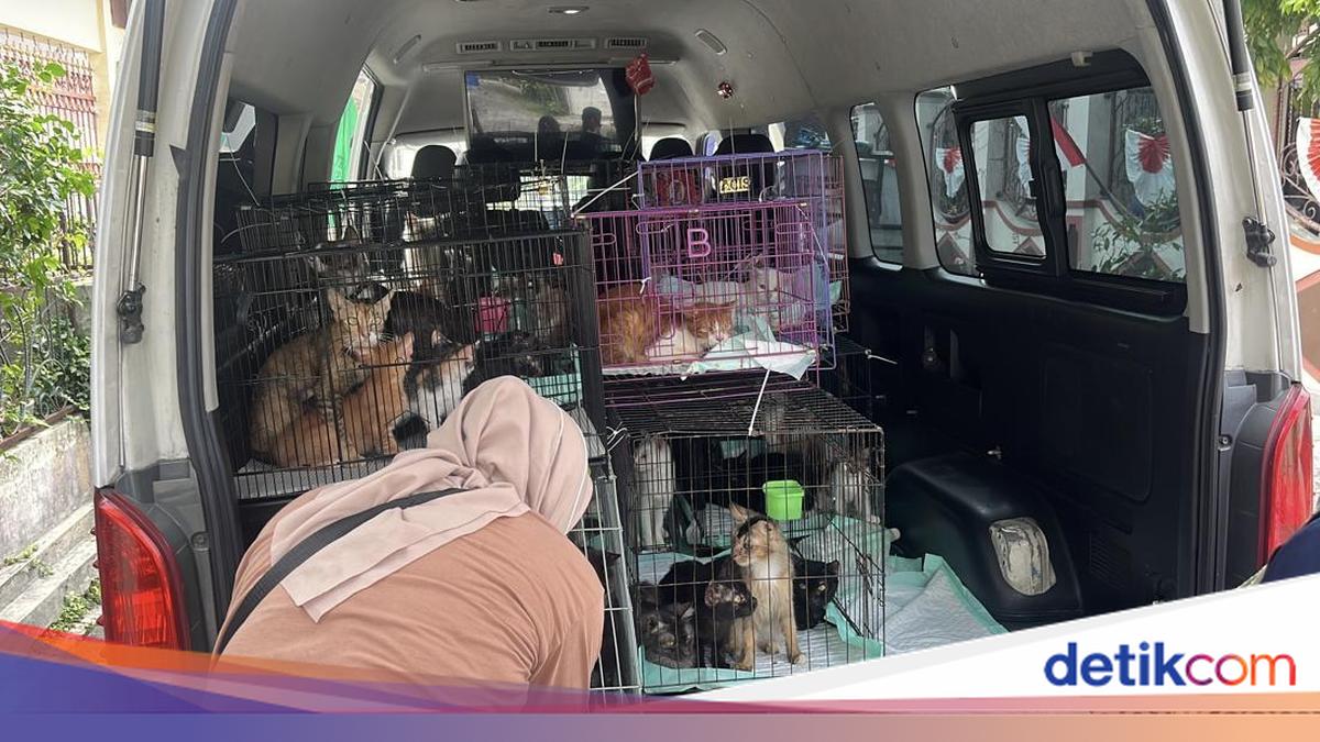Puluhan Kucing Telantar di Shelter Jebres Solo, 3 Bangkai Disimpan di ...