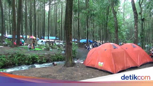 Serunya Wisata Camping Poncosumo di Hutan Pinus Kaki Gunung Semeru
