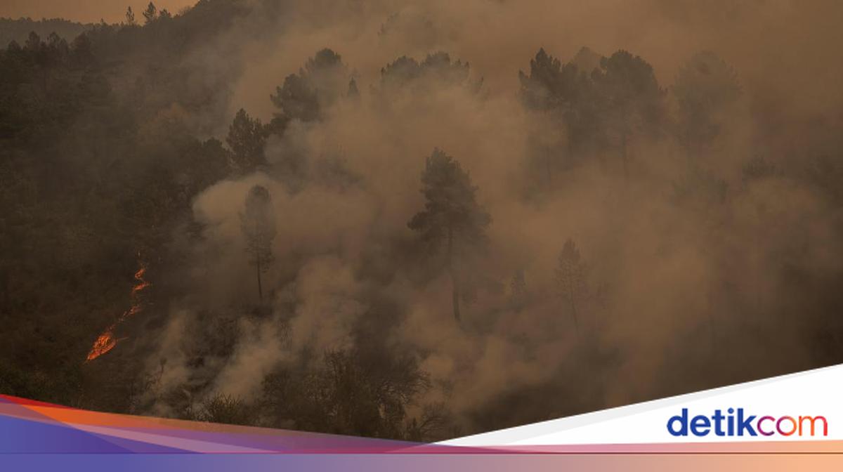 1.640 Hektar Hutan di Spanyol Kebakaran Akibat Cuaca Panas