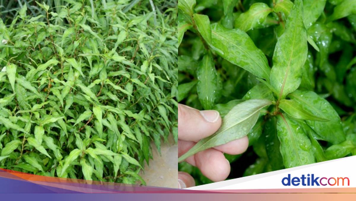 Daun Kesum Khas Kalimantan: Ciri, Manfaat, dan Aneka Olahannya