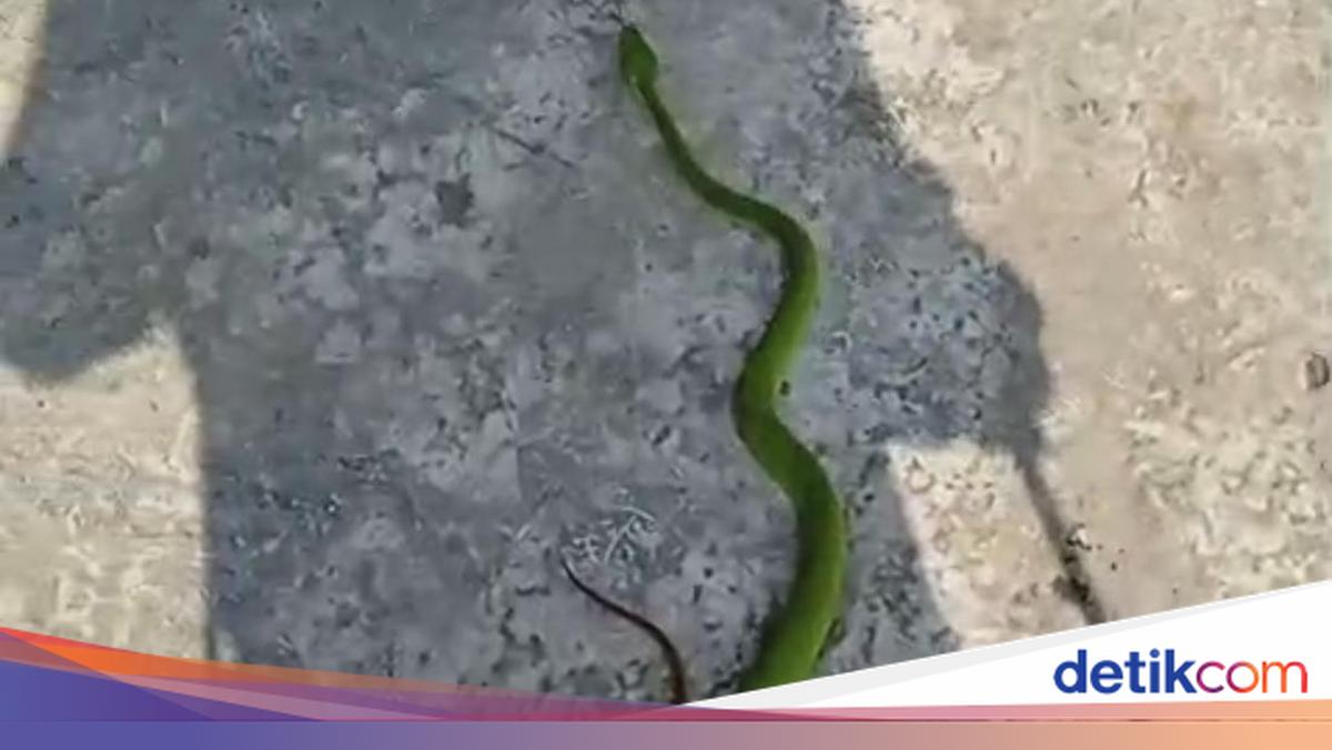 Ular Viper Berbisa Tinggi Ngumpet di Gudang Warga Jaten Karanganyar