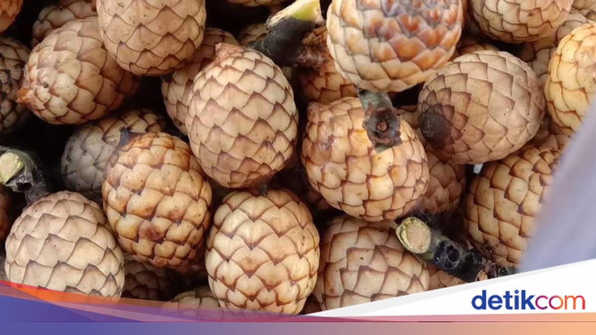 Buah Rotan Asal Kalimantan yang Terkenal dengan Rasa Asamnya