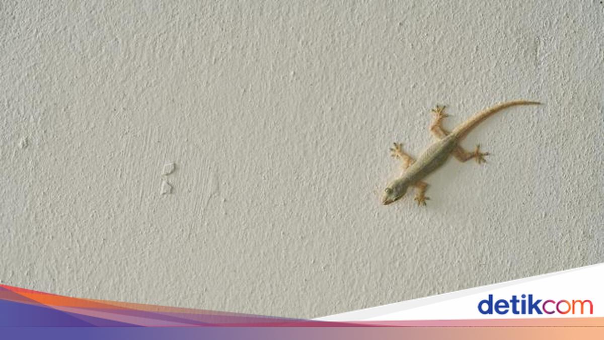 Kenapa Ada Banyak Cicak di Rumah? Ini Penyebab dan Cara Usirnya