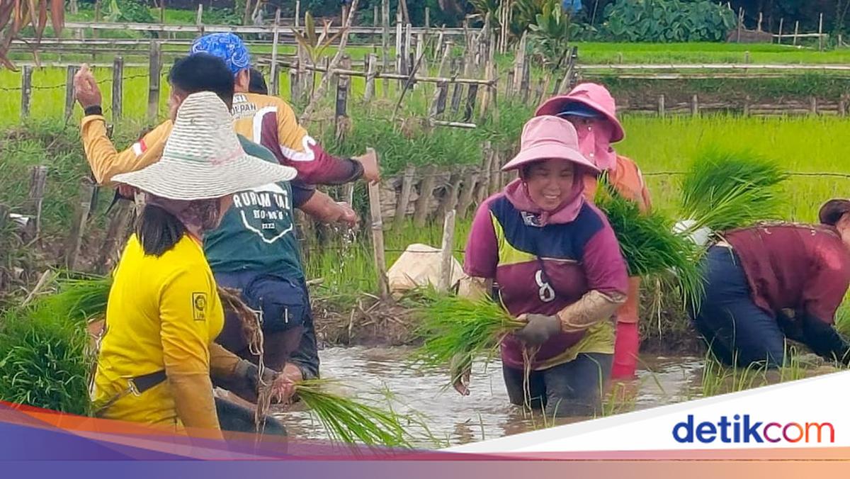 Beras Adan, Primadona Pangan dari Kalimantan Utara