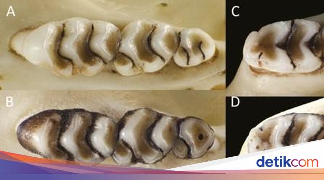 Peneliti BRIN Temukan Spesies Baru Tikus Hutan di Gunung Tompotika