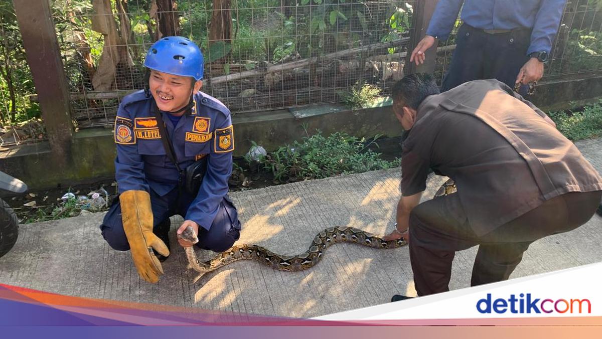 Hii... Ular Sanca Tiba-tiba Muncul di Dapur Rumah Warga Bogor
