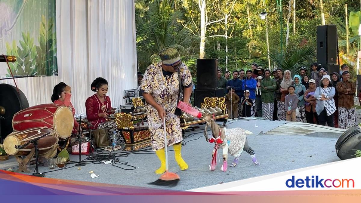Uniknya Festival Rambanan Kulon Progo, Ada Fashion Show Ternak-Lomba Ngarit