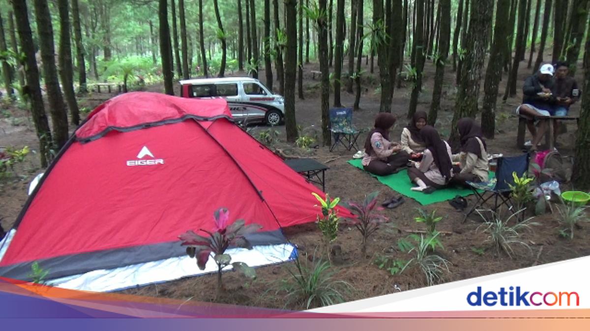 Wisata Hutan Pinus Sewu di Lereng Semeru, Ada Jeep Tour hingga Camping