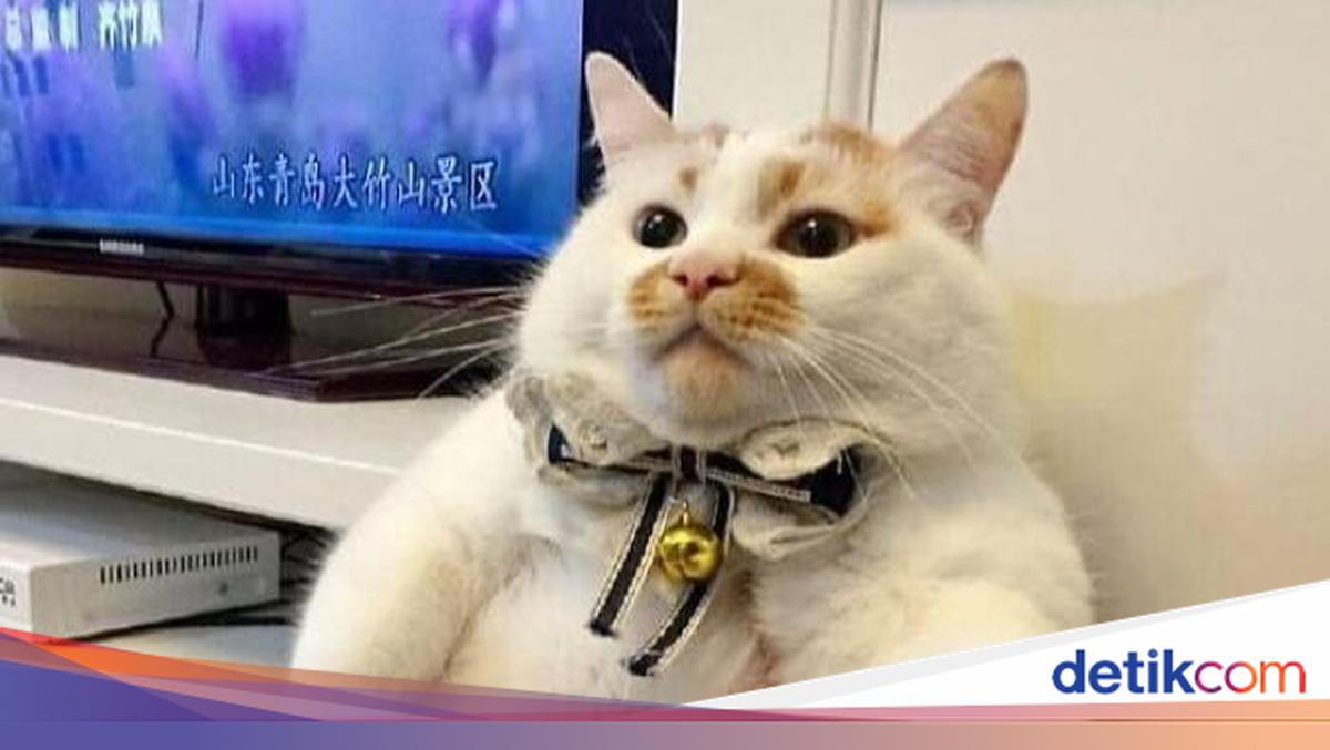 Apa Itu Breeding Kucing? Ini Tujuan hingga Dampaknya