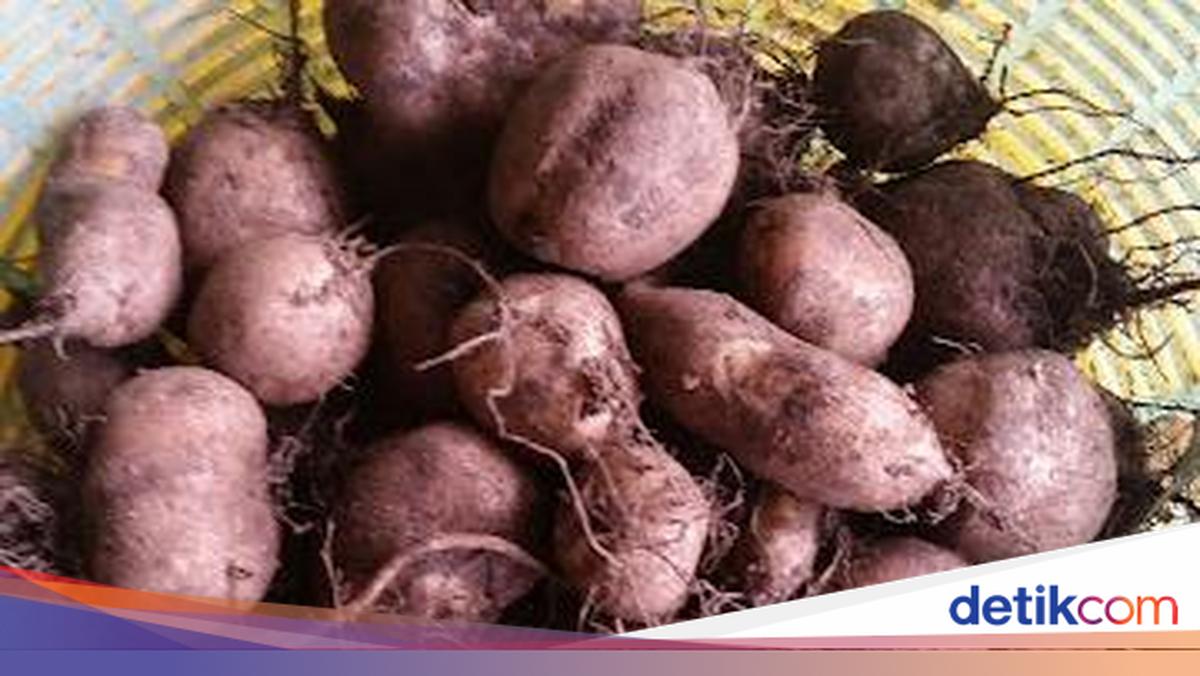 Kentang Jembut Masuk KBBI, Ini 5 Fakta Unik Umbi Lokal yang Namanya Unik