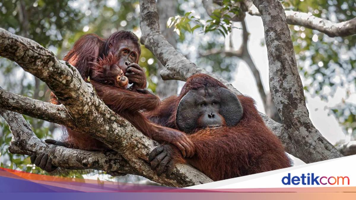 Ayo ke Taman Nasional Kutai, Rumah Orang Utan Kalimantan