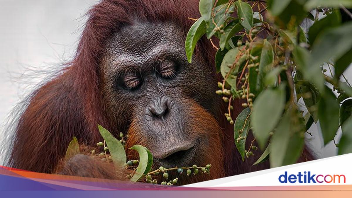Pola Hidup Sehat Ala Orang Utan Kalimantan