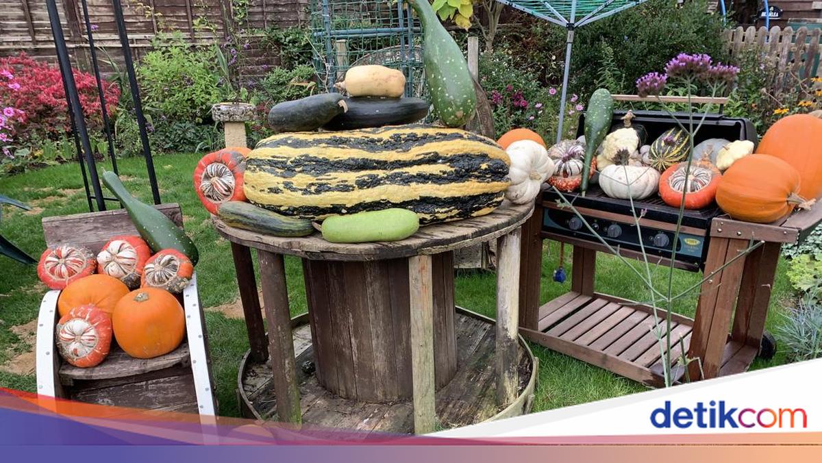 Unik! Pria Ini Sukses Panen Sayur dan Buah Raksasa di Halaman Rumah