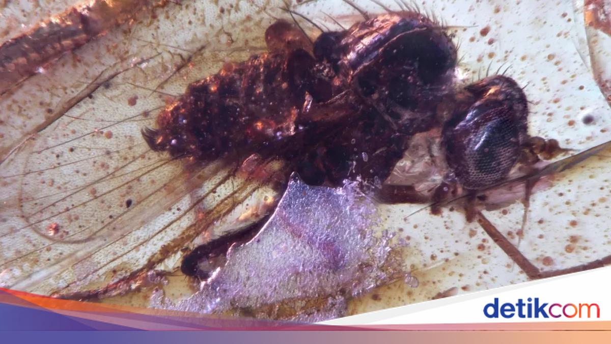 Ilmuwan Temukan Serangga Utuh Berusia 112 Juta Tahun