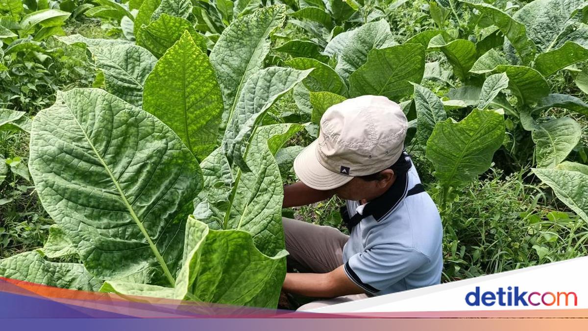 Cukai Rokok Tak Naik 2026, Petani & Industri Dapat Angin Segar