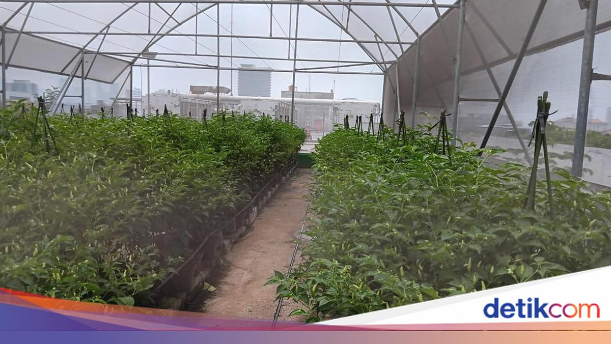Unik! Ada Kebun di Atas Pasar Mayestik, Begini Penampakannya