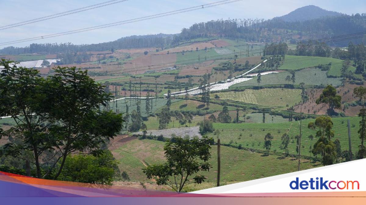 Mengenal Agroforestri, Cara Mencegah Erosi dan Banjir di Pangalengan