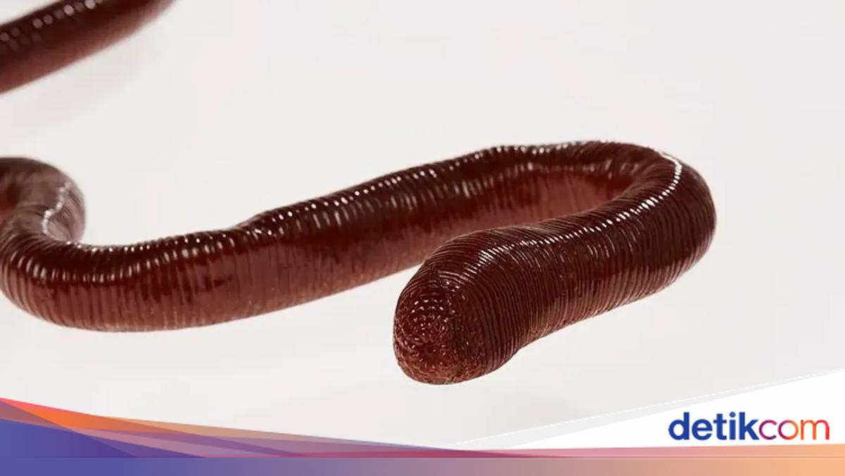 Cacing Tanah Terbesar di Bumi Bisa Tumbuh hingga 3 Meter