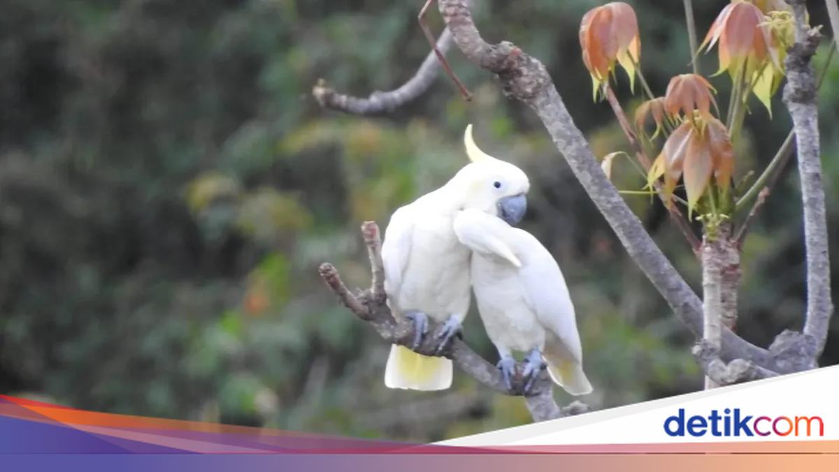 Kabar Buruk Dunia Satwa: Kakaktua Kecil Jambul Kuning Tinggal 2 Ekor di ...