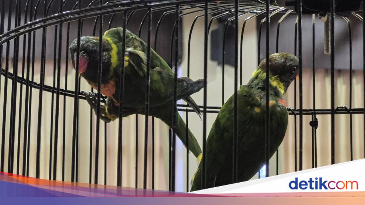20 Burung Perkici Dada Merah Dipulangkan dari Inggris ke Bali