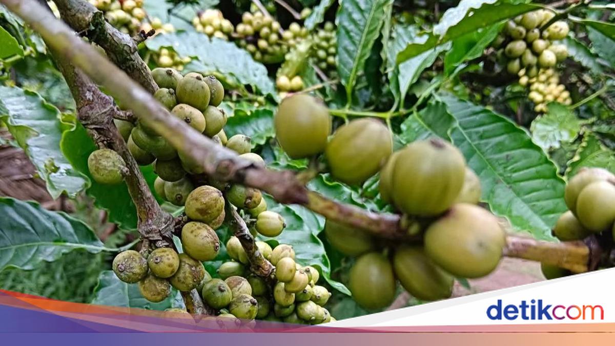 Mengenal Kopi Robusta Pupuan Tabanan yang Memiliki Citarasa Khas