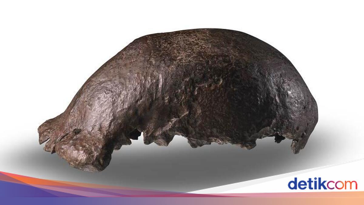 Fosil 'Manusia Jawa' Termasuk 30 Ribu Artefak Akan Dikembalikan Belanda ...