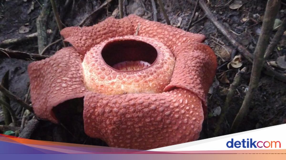 Mekarnya Bunga Rafflesia Langka Tarik Perhatian Pengunjung di Bengkulu