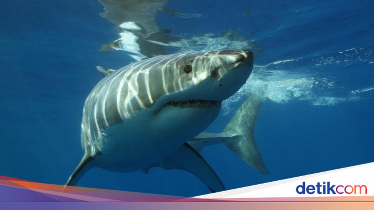 Benarkah Hiu 'Doyan' Manusia? Ini Faktanya
