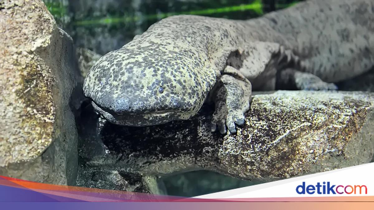 Salamander Raksasa Hasil Hibrida Bikin Bingung Ilmuwan