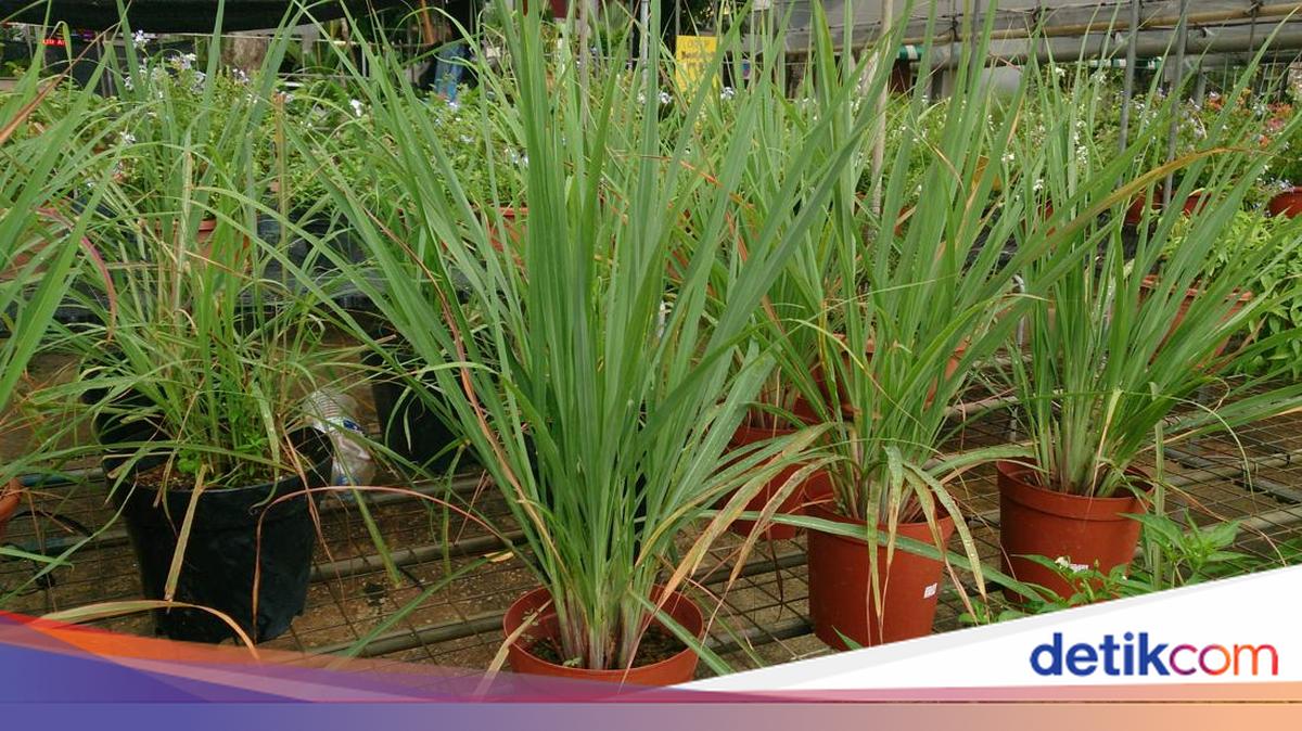 Cara Menanam Sereh Sendiri di Rumah, Mudah dan Kaya akan Manfaat!