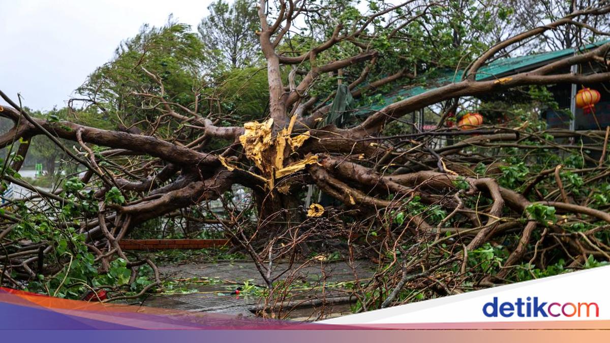 Topan Bualoi Terjang Vietnam, Pohon Tumbang di Nghe An