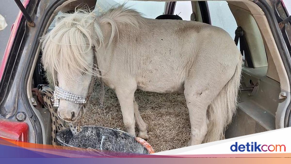 Waduh! Cewek Ini Nekat Angkut Kuda Hidup Pakai Mobil