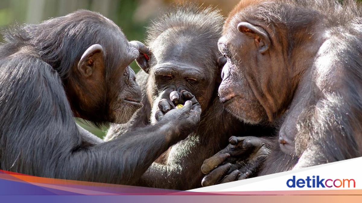 Bukti Kecerdasan Simpanse, Studi: Hewan Ini Bisa Ubah Keyakinan