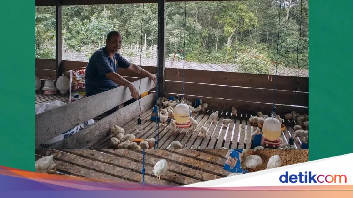 Rimba Raya Jaga Kelestarian Hutan lewat Peternakan Ayam, Ini Faktanya!