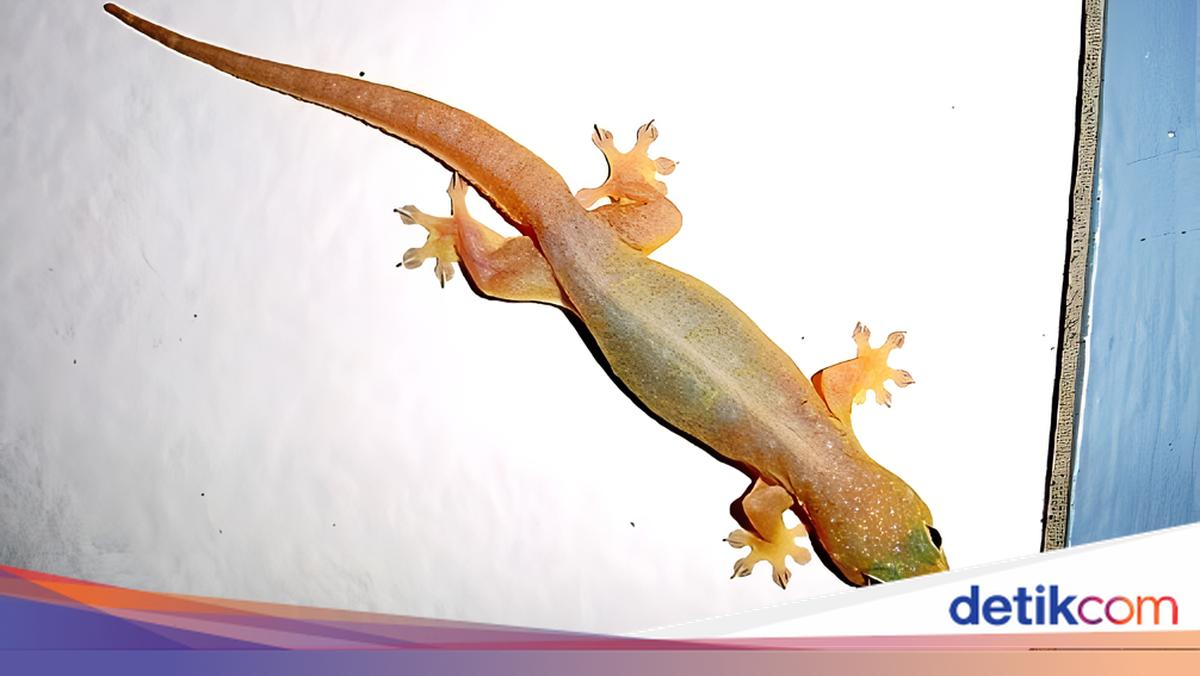 Kejatuhan Cicak di Kepala Pertanda Apa? Ini Arti Menurut Primbon Jawa ...