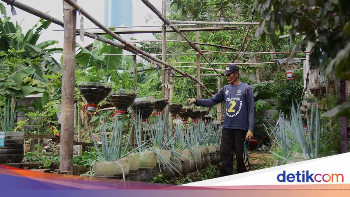 Lahan Tidur Disulap Jadi Kebun Pangan Warga Tanah Abang