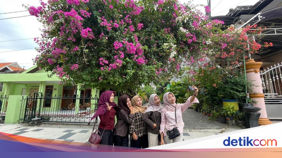 FOMO Bunga Bougenville, Anak Muda Lamongan Ramai-ramai Hunting Foto Estetik