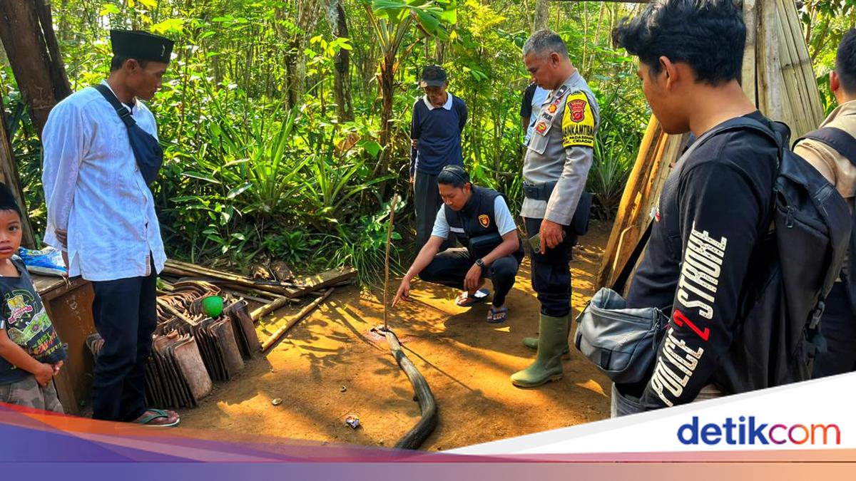 Kaki Kanan Ocang yang Berhasil Ditembus King Kobra Pembawa Petaka