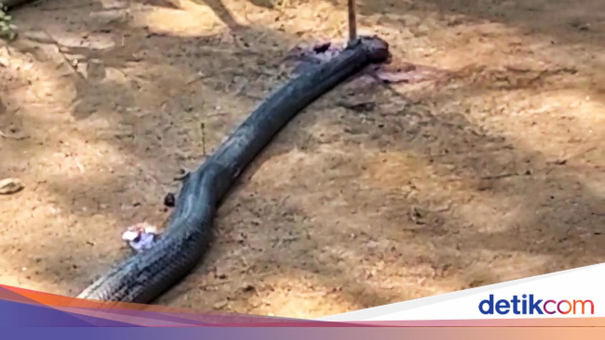 Penampakan King Cobra yang Mati Usai Duel Lawan Petani Sukabumi