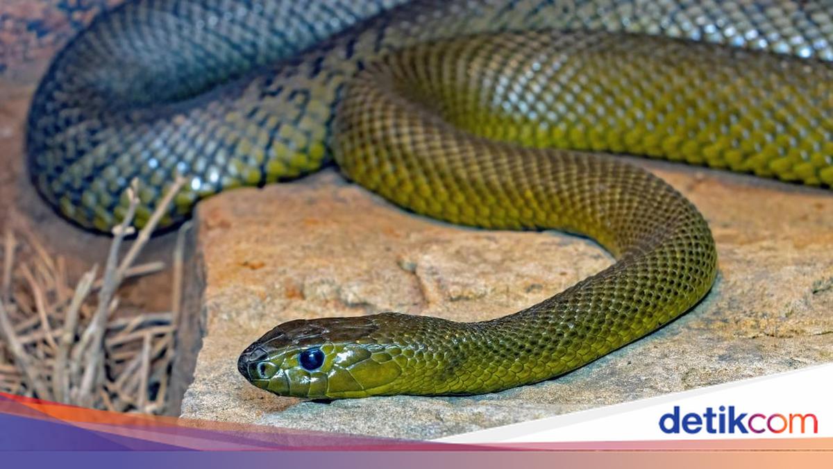 Kenapa Rumah Sering Dimasuki Ular? Ini Penyebab dan Mitosnya