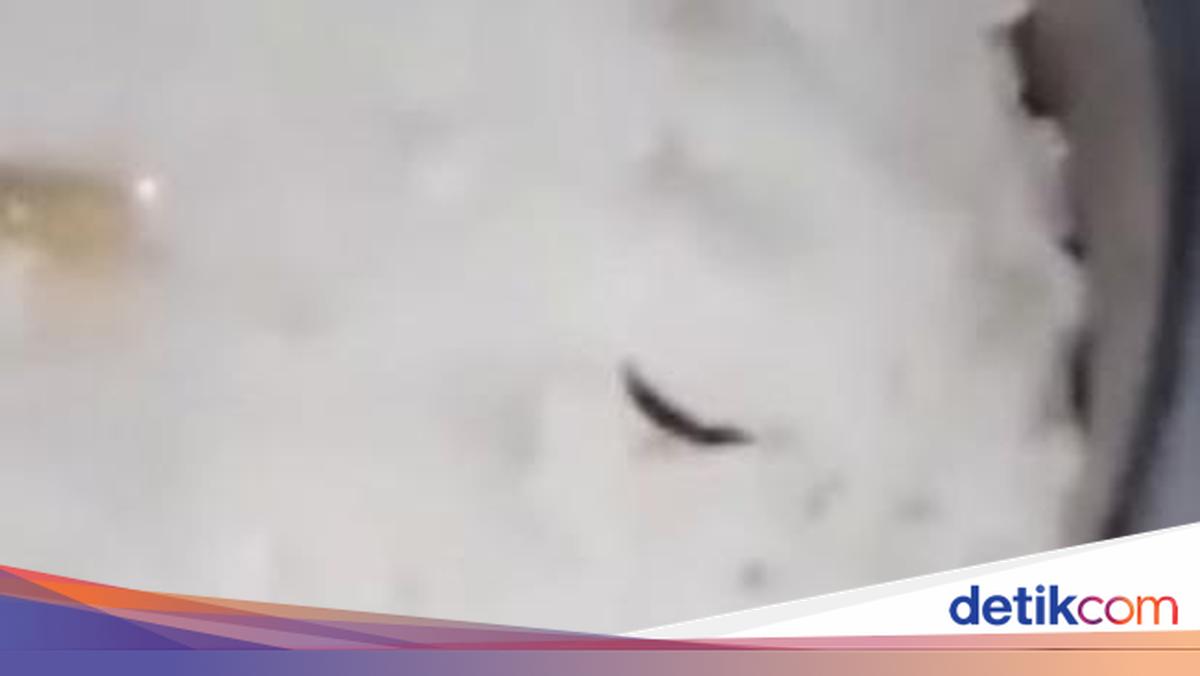 Viral Ulat Merayap di Nasi MBG SMPN 2 Parung Bogor, SPPG Buka Suara