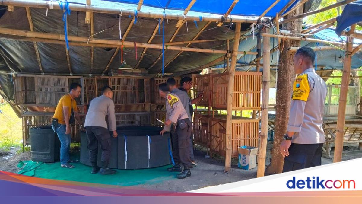 Polisi Nganjuk Gerebek Rumah Diduga Jadi Arena Judi Sabung Ayam