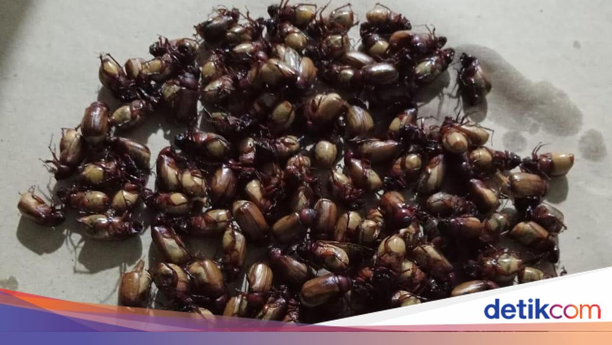 Pakar UGM Ungkap Gizi Putul yang Disantap Siswa Gunungkidul Bareng MBG