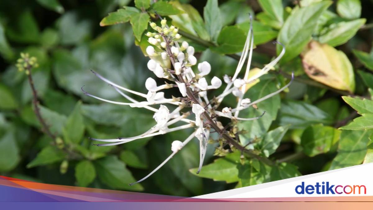 Rebusan Daun Apa yang Ampuh Atasi Asam Urat? Ini 7 Tanaman yang Bermanfaat