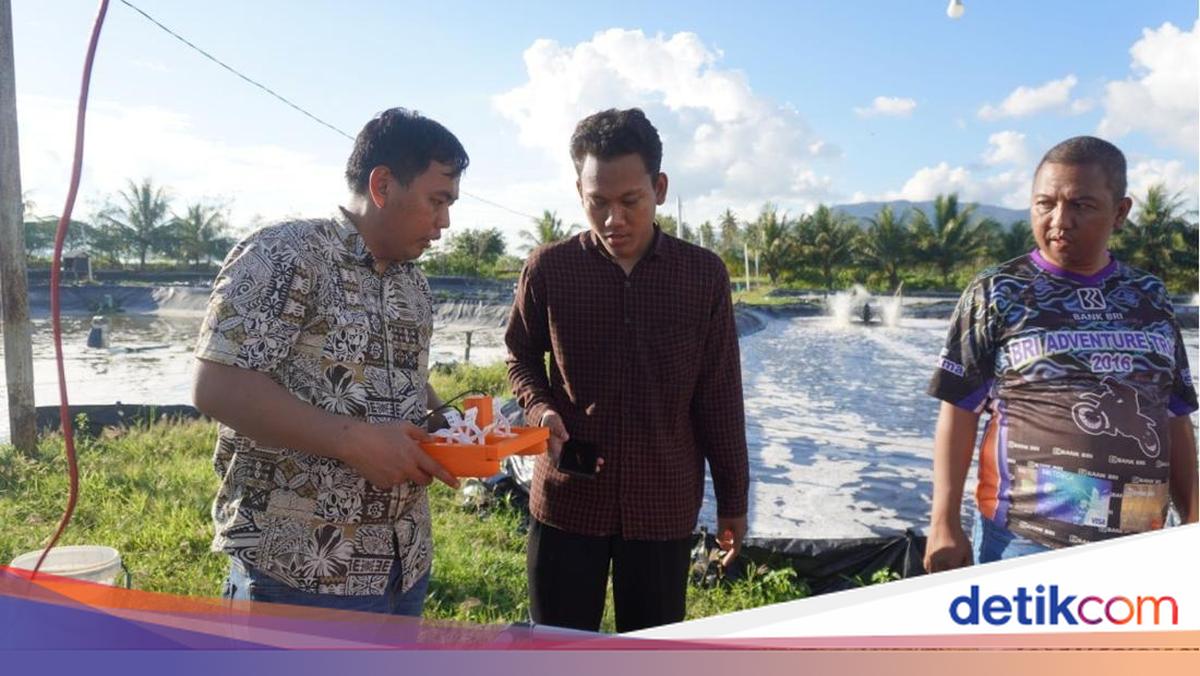 Dosen Itera Ciptakan Tambak Udang Cerdas Berbasis IoT, Dipantau Lewat HP