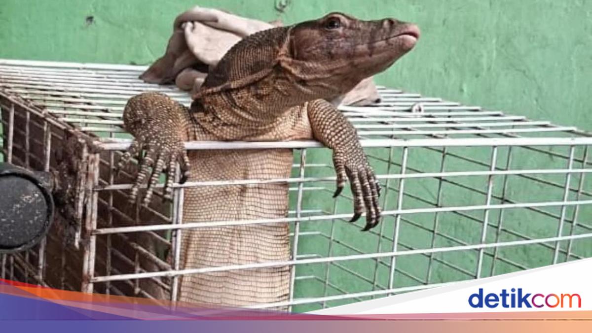 Damkar Depok Evakuasi Biawak Nyangkut di Kandang Kucing