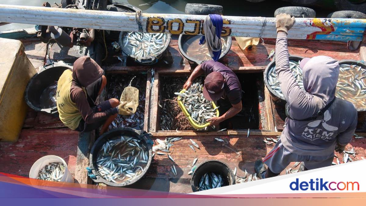 Gegara Perubahan Iklim, Ilmuwan Prediksi Stok Ikan Dunia Makin Menipis