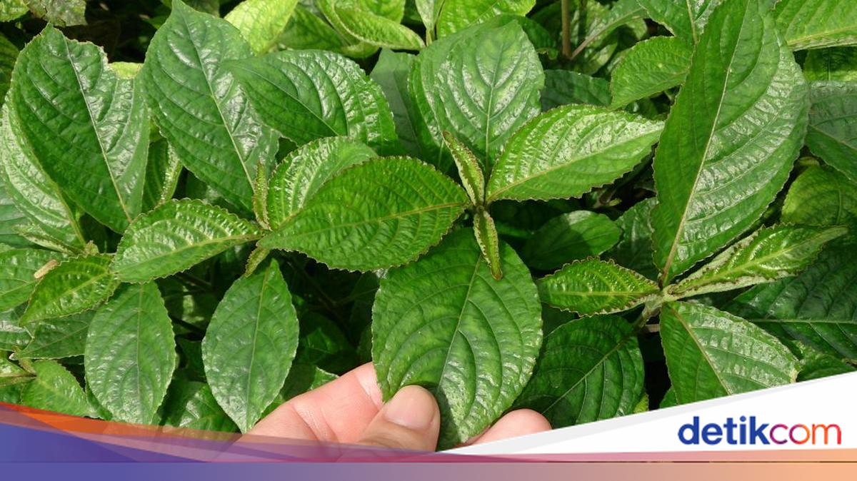 Cara Membuat Air Rebusan Daun Keji Beling, Banyak Manfaatnya untuk Tubuh!